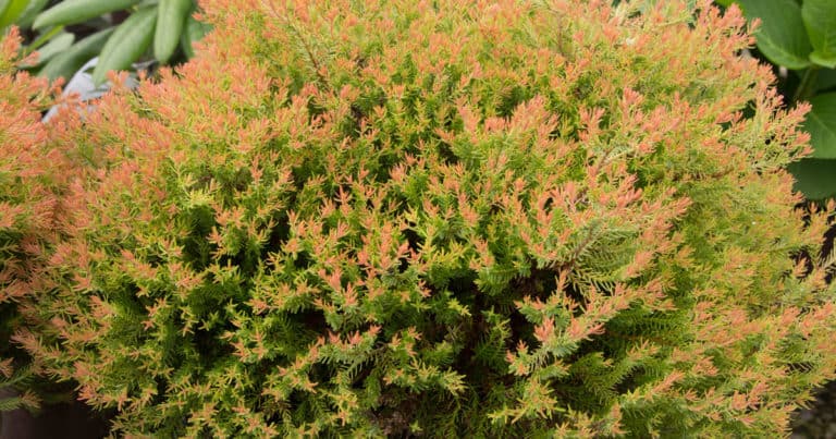5 Sun-Loving Shrubs for Fall Color - Southern Living Plants