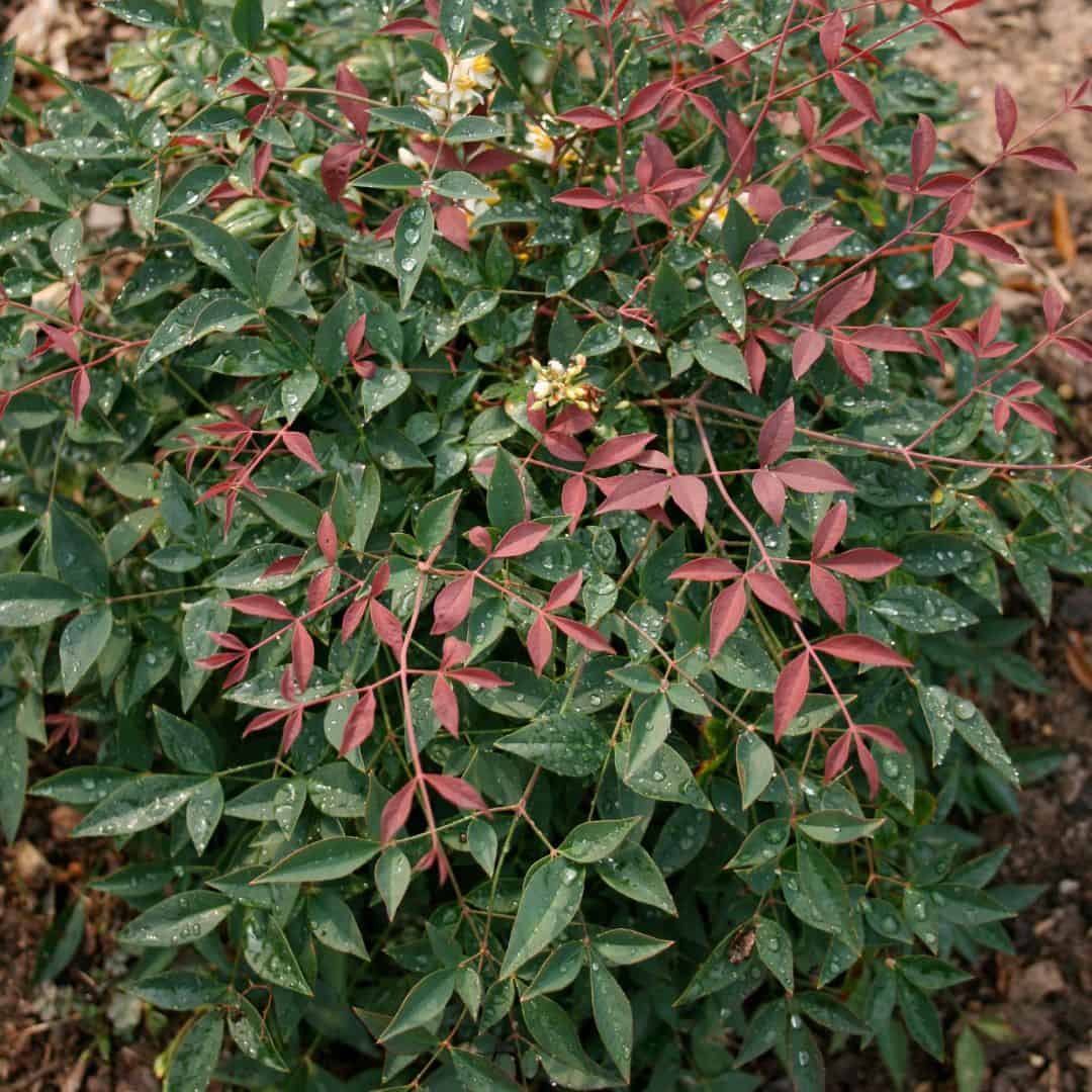 Nandina - Southern Living Plants