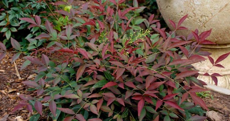5 Sun-Loving Shrubs for Fall Color - Southern Living Plants