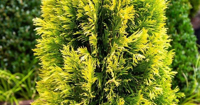 Five Southern Living Shrubs with Stunning Fall Foliage - Southern ...