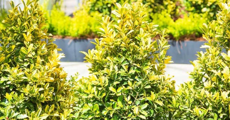 10 Golden Plants That Love Full Sun - Southern Living Plants