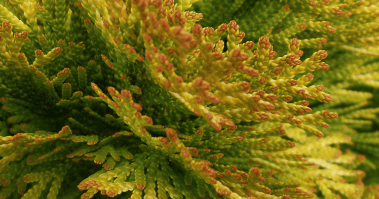 Highlights® Arborvitae | Southern Living Plants