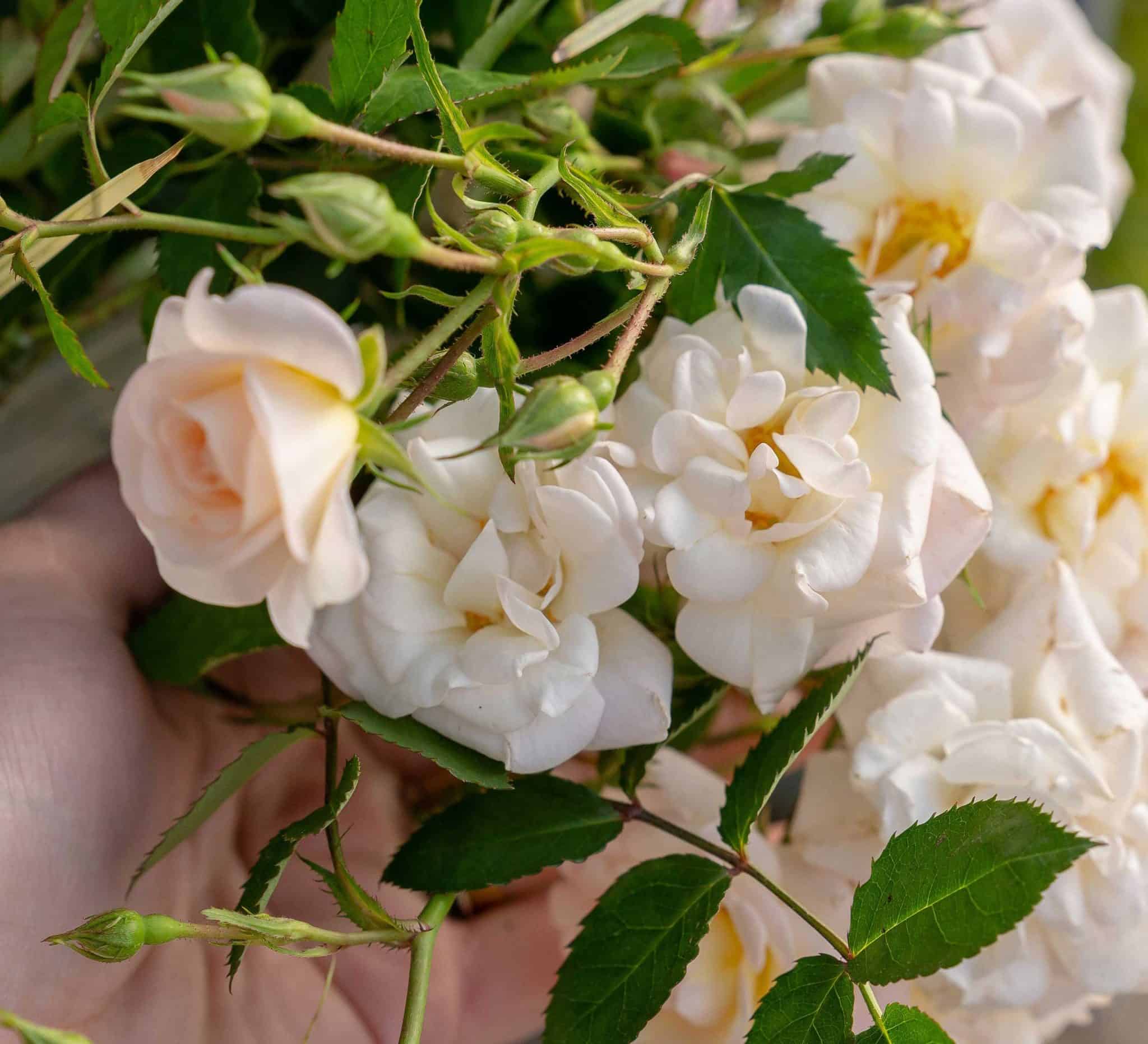 It's A Breeze® Ivory Blush Rose - Southern Living Plants