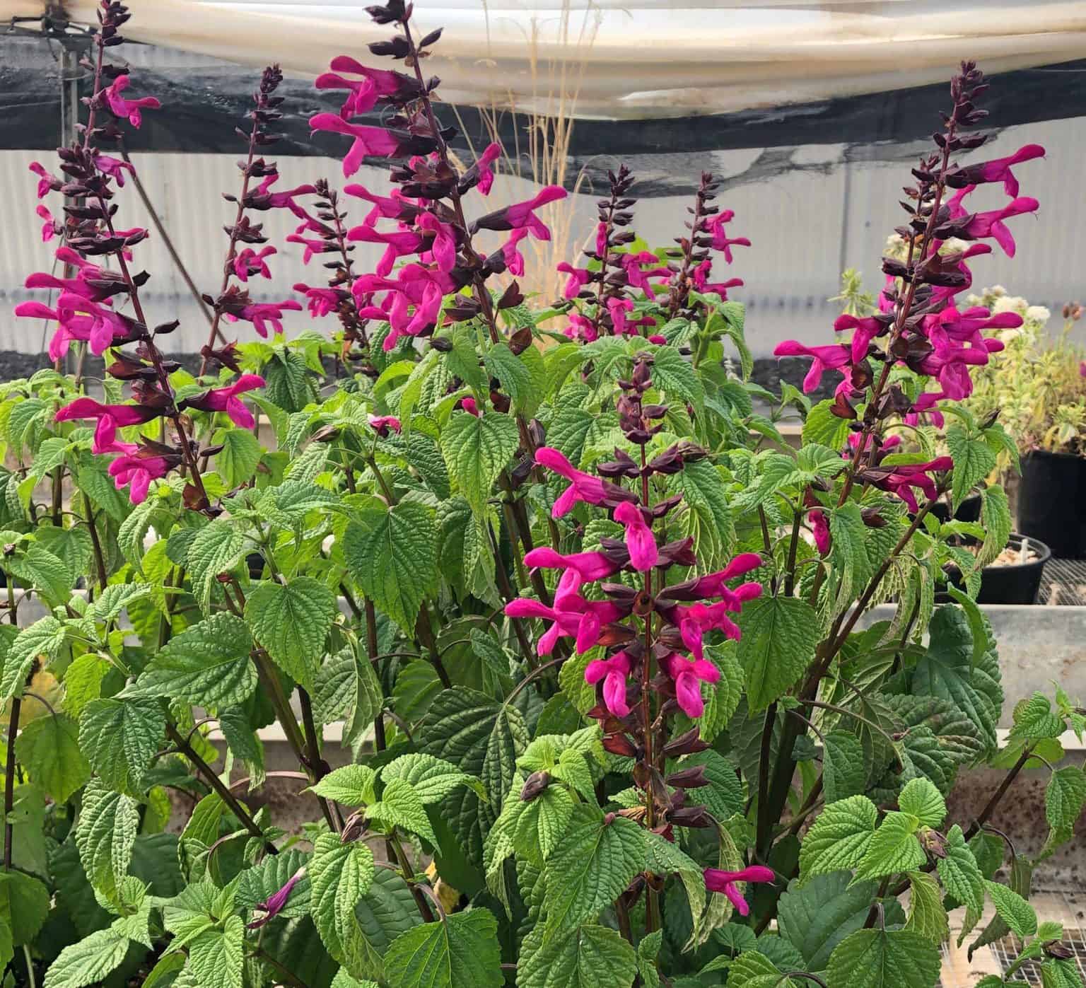 Bodacious® 'Smokey Jazz' Salvia - Southern Living Plants