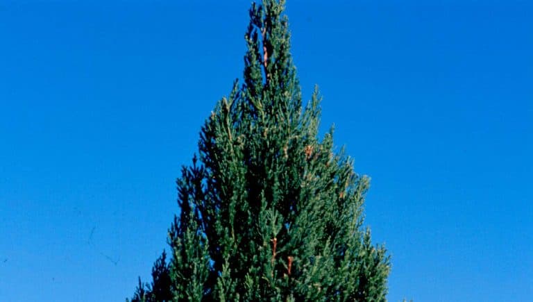 'Blue Point’ Juniper - Southern Living Plants