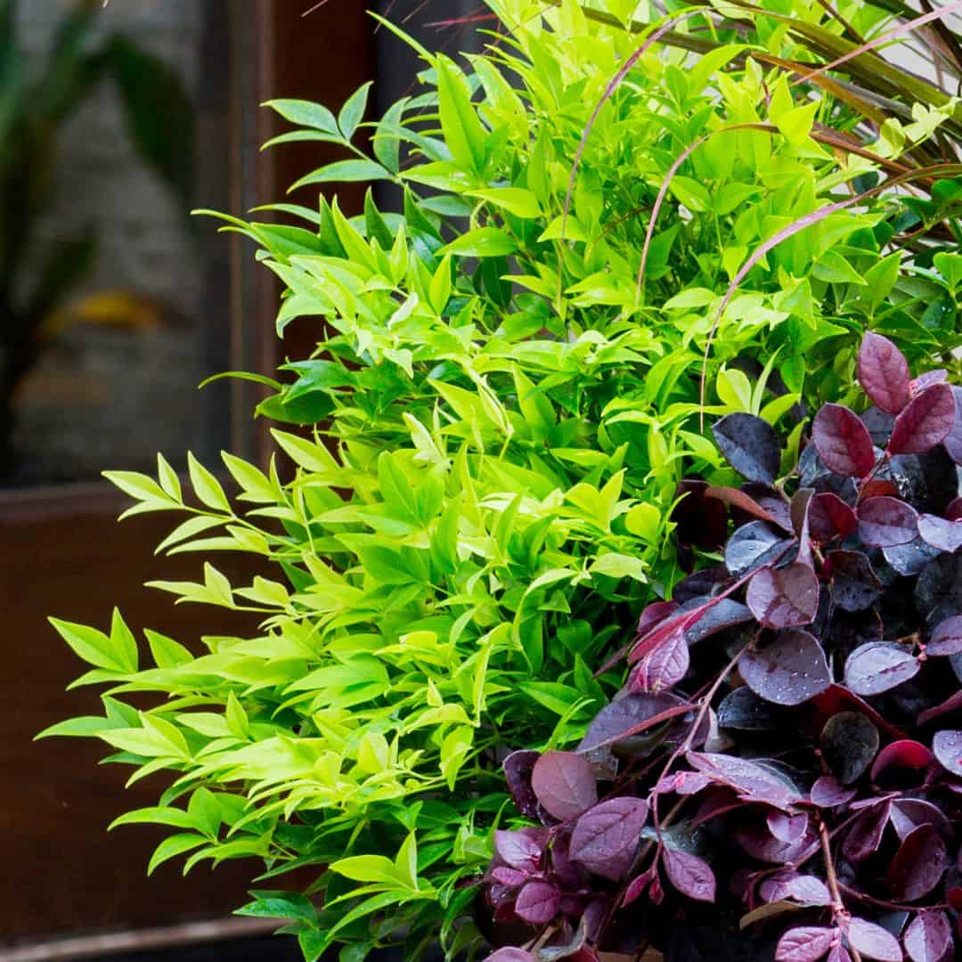 Nandina - Southern Living Plants