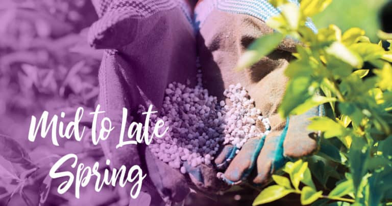 Time it Right: When to fertilize your plants