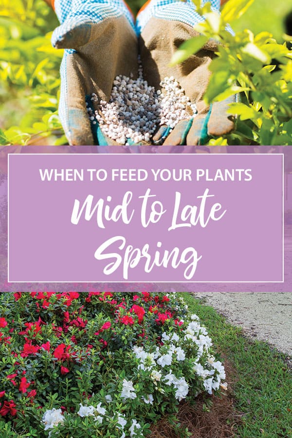 Time it Right: Mid- to Late-Spring Fertilizer