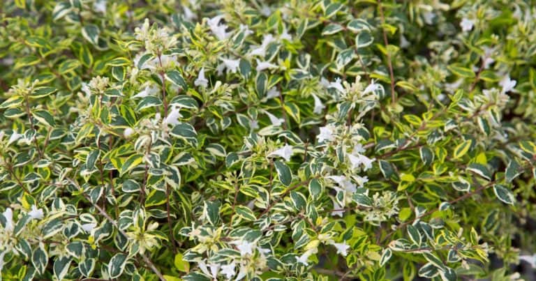 10 Golden Plants That Love Full Sun - Southern Living Plants