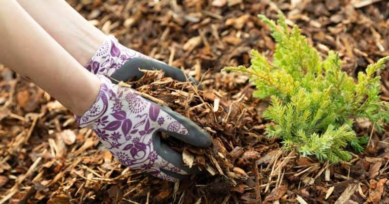 When and Where to Apply Mulch for Cold Weather