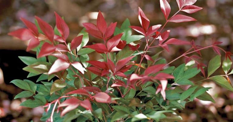 Five Southern Living Shrubs with Stunning Fall Foliage - Southern ...