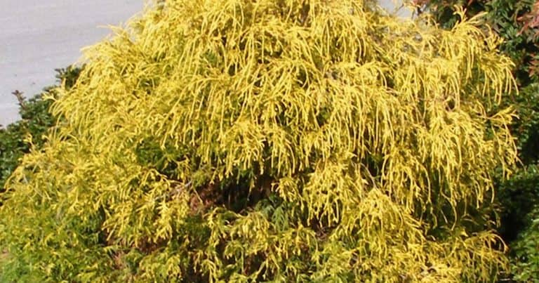 10 Golden Plants That Love Full Sun - Southern Living Plants