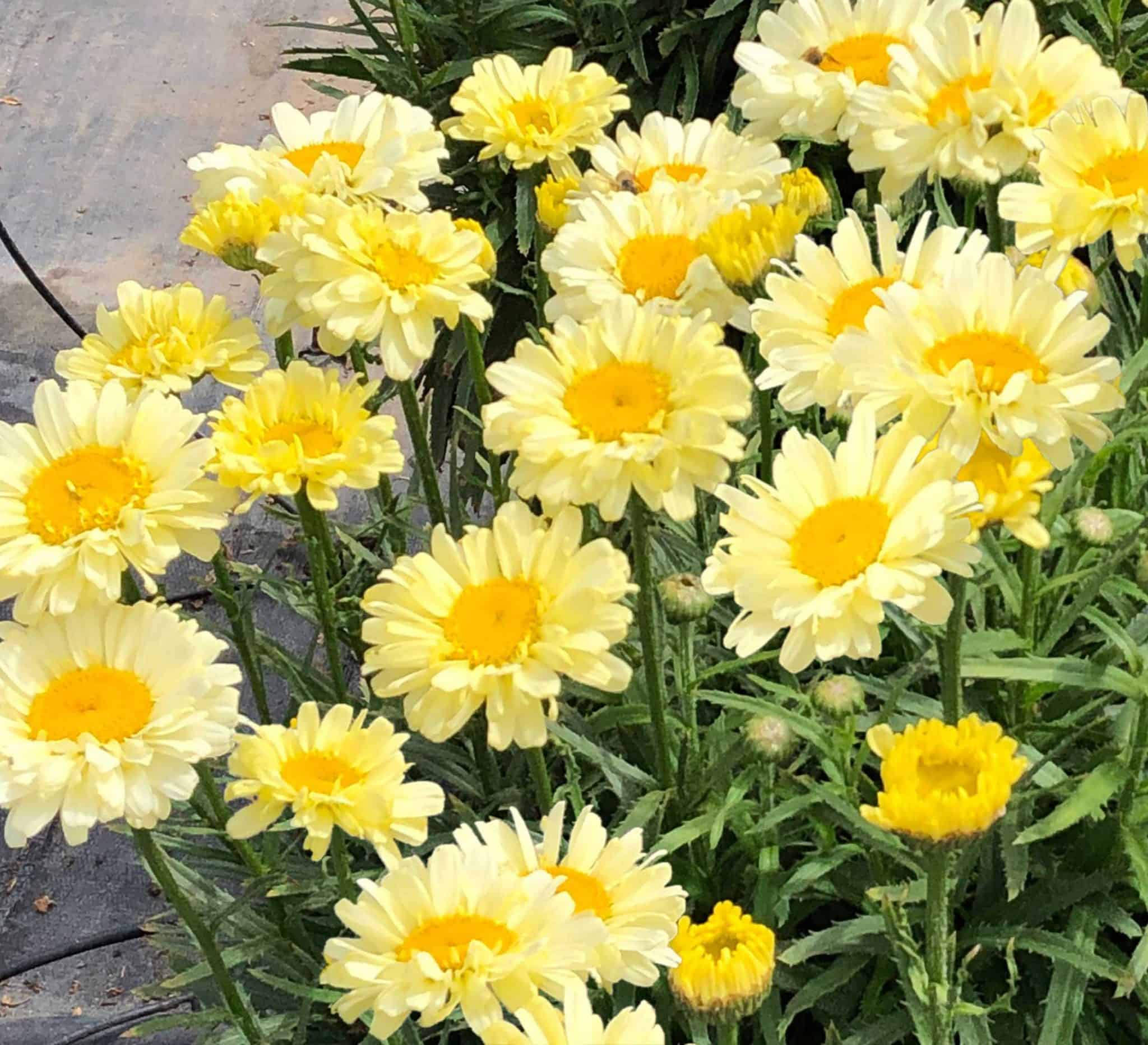 "streamlit%20real-time%20dashboard" - Southern Living Plants