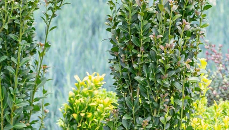 7 Tall and Slender Shrubs for Tight Spaces