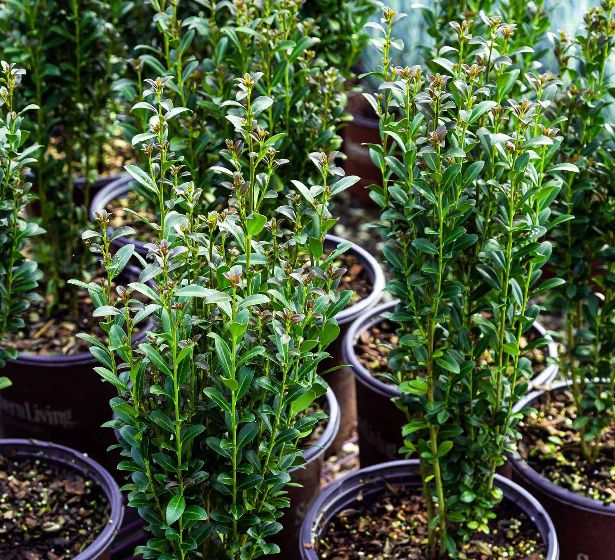 Southern Living Plants - Plants Selected For Southern Gardens