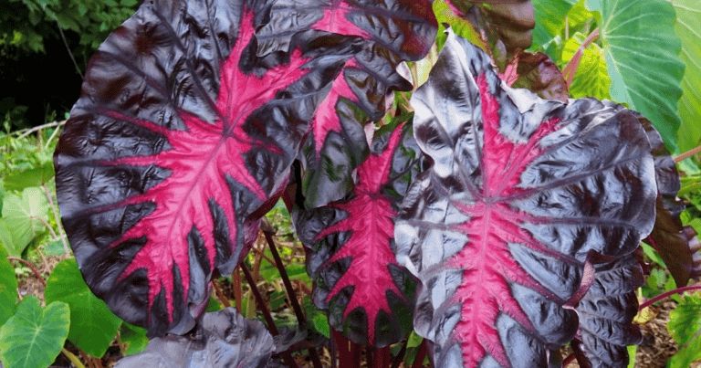 Redemption™ Colocasia - Southern Living Plants