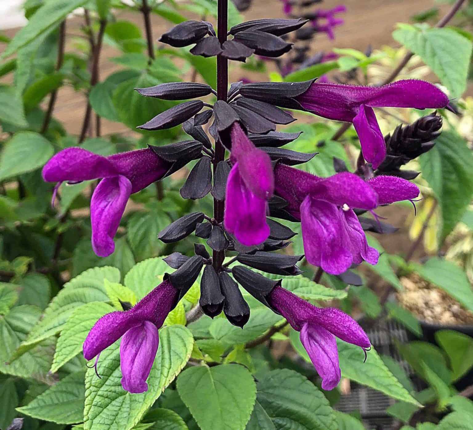 Salvia - Southern Living Plants