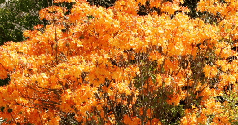 Solar Flare™ Sunbow® Azalea Series