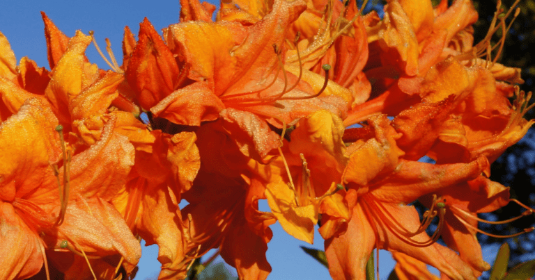Solar Glow™ Sunbow® Azalea Series