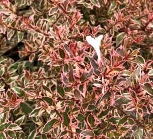 Suntastic™ Pink Abelia - Southern Living Plants