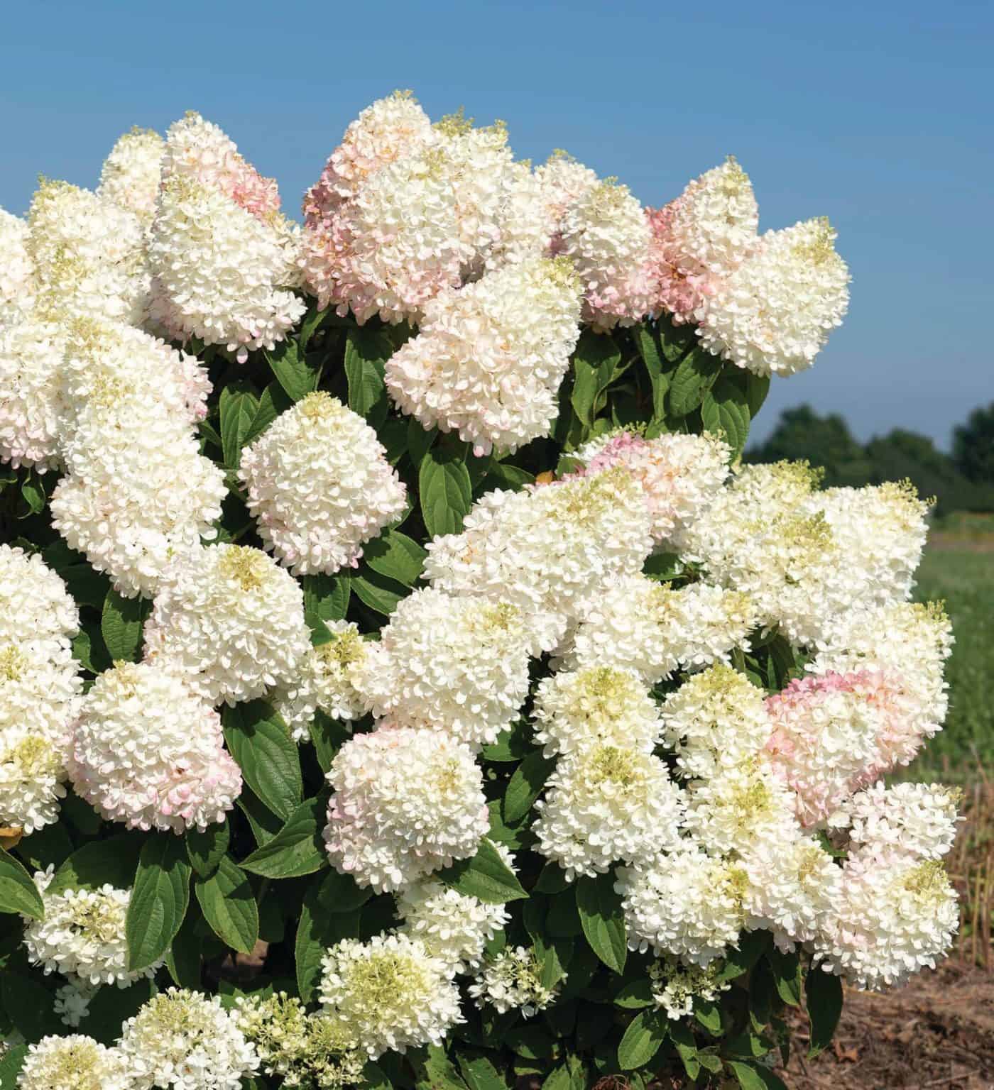 Sweet Starlight™ Hydrangea - Southern Living Plants