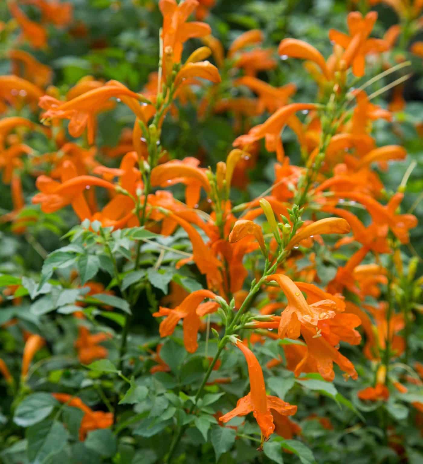 Cape Town™ Orange Tecomaria - Southern Living Plants