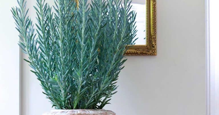 From Summer Stunners to Healthy Houseplants - Southern Living Plants