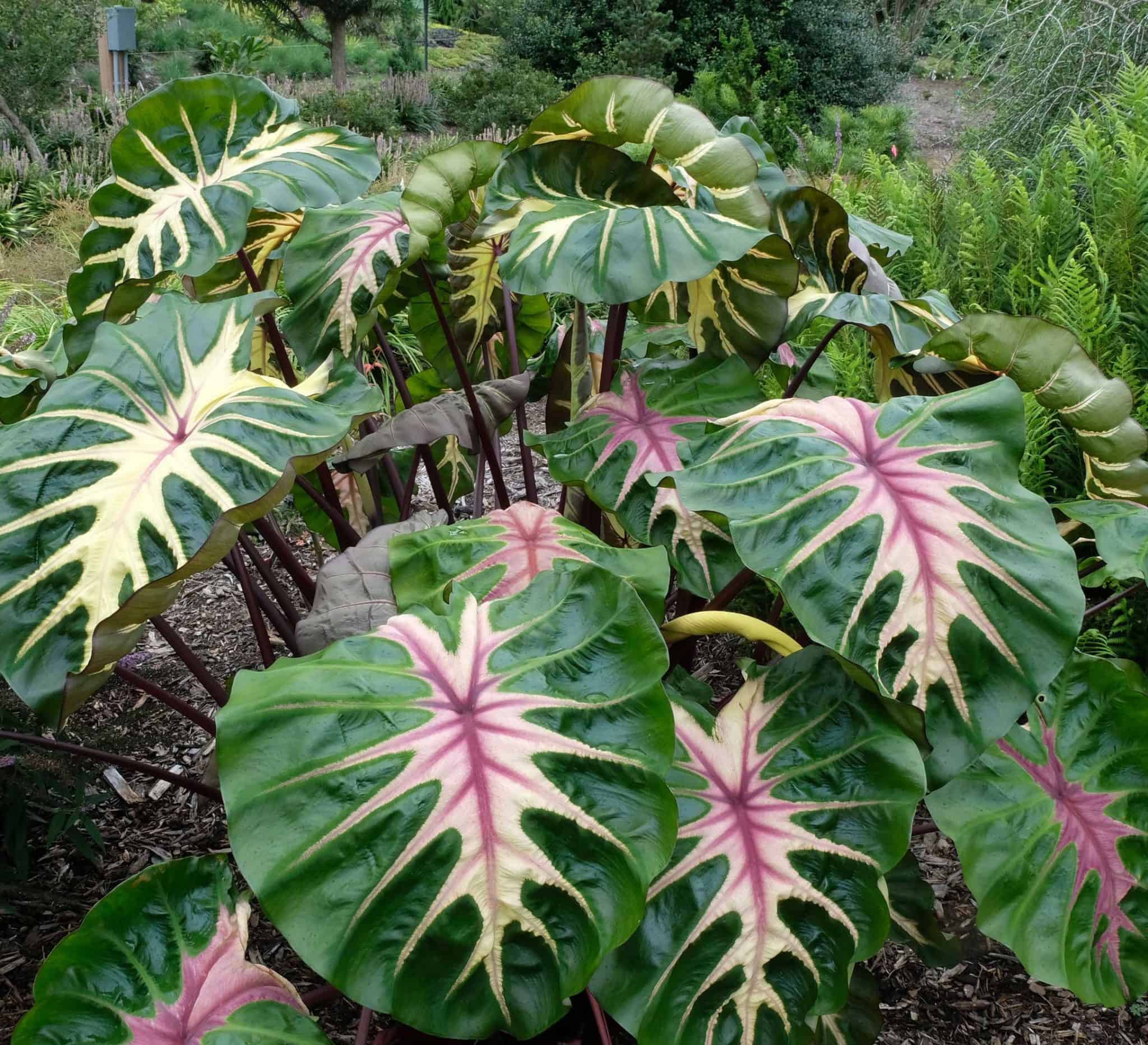 Royal Hawaiian® 'Waikiki' Colocasia - Southern Living Plants