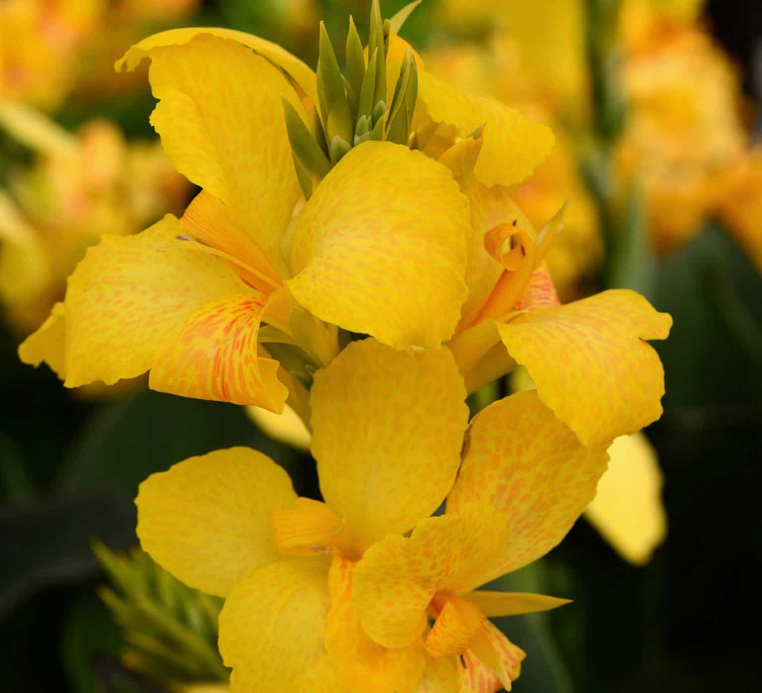 Cannova® ‘Yellow’ Canna Lily - Southern Living Plants