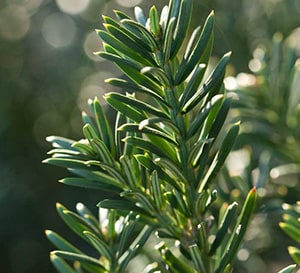 Video: Yewtopia® Plum Yew