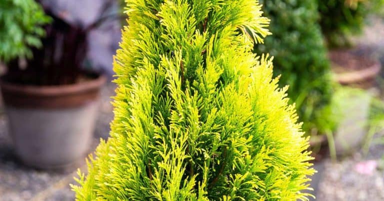 10 Golden Plants That Love Full Sun - Southern Living Plants